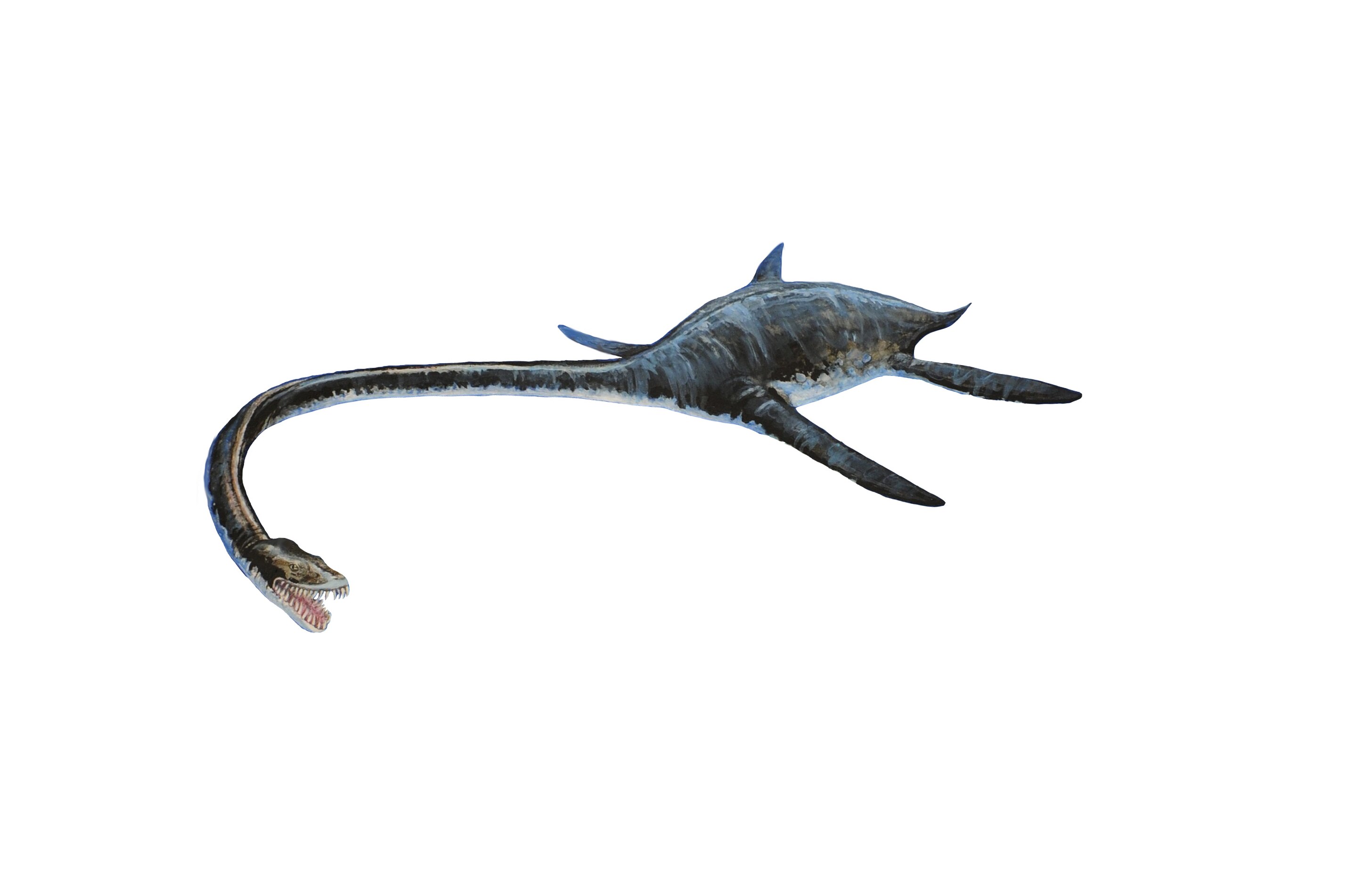 Fossil enthusiasts assist scientists to unearth ancient marine reptile ...