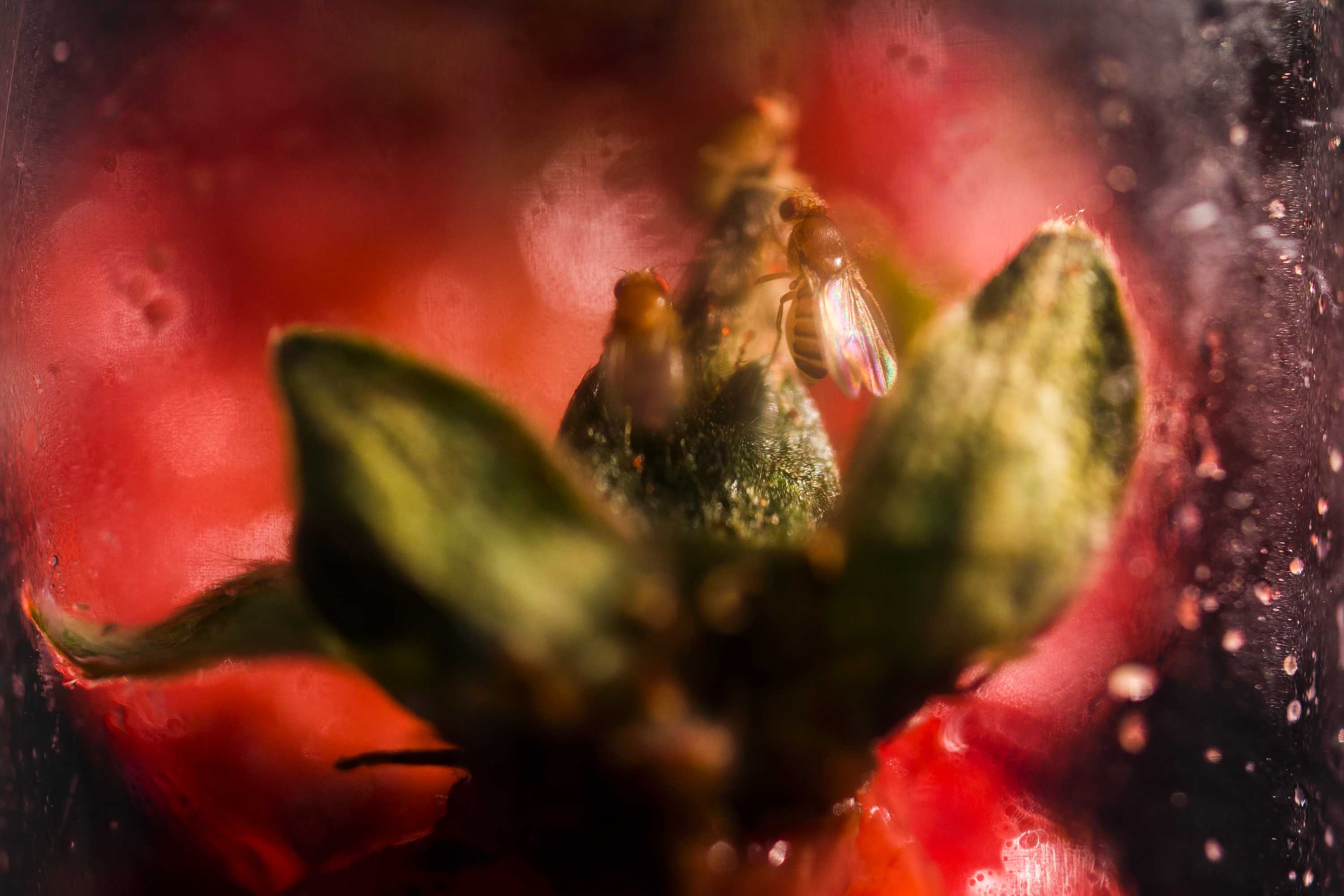 Disrupting fruit fly's smell could save billions in crop damage ...