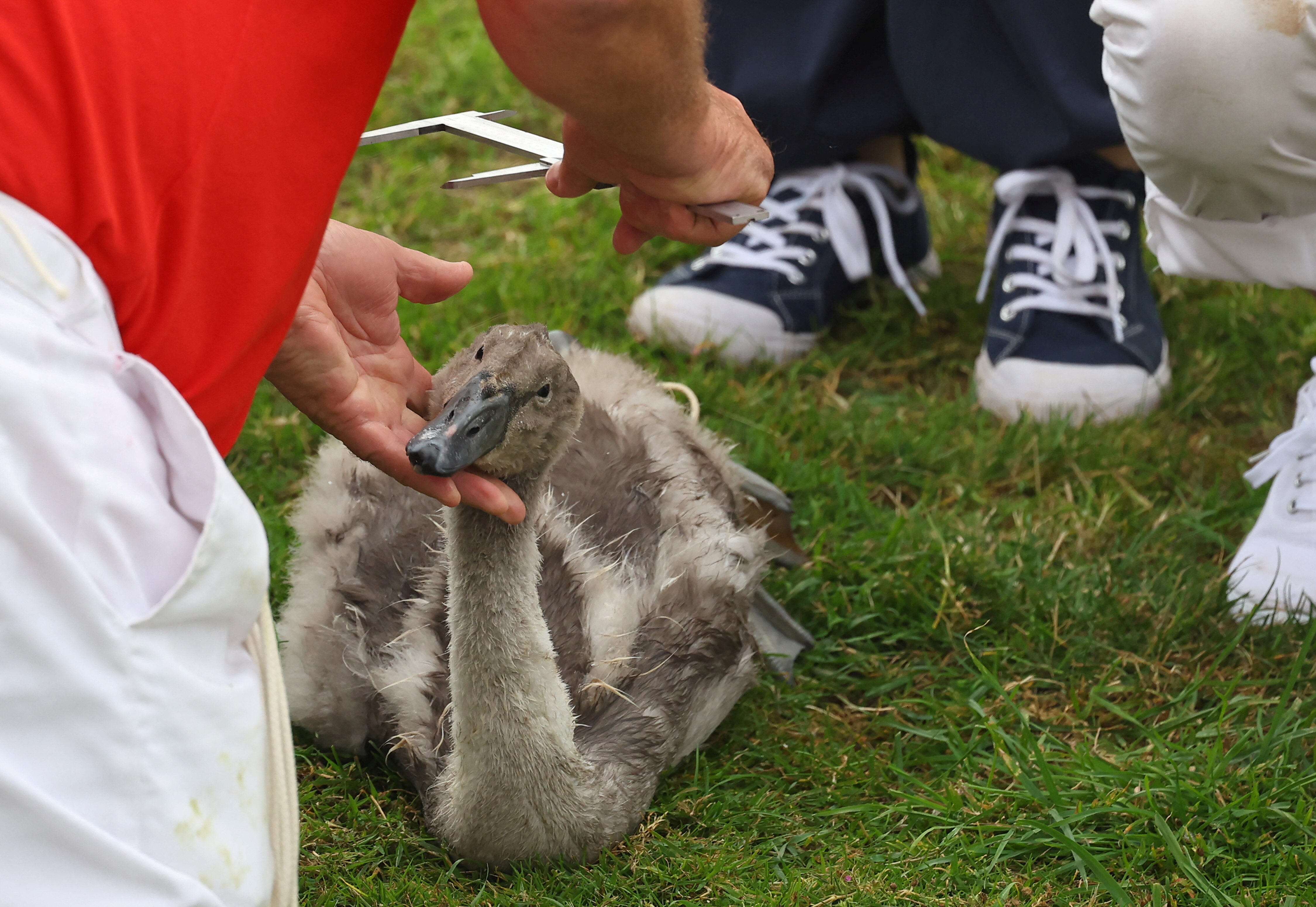 Everything you need to know about 'swan-upping,' the eccentric royal ...