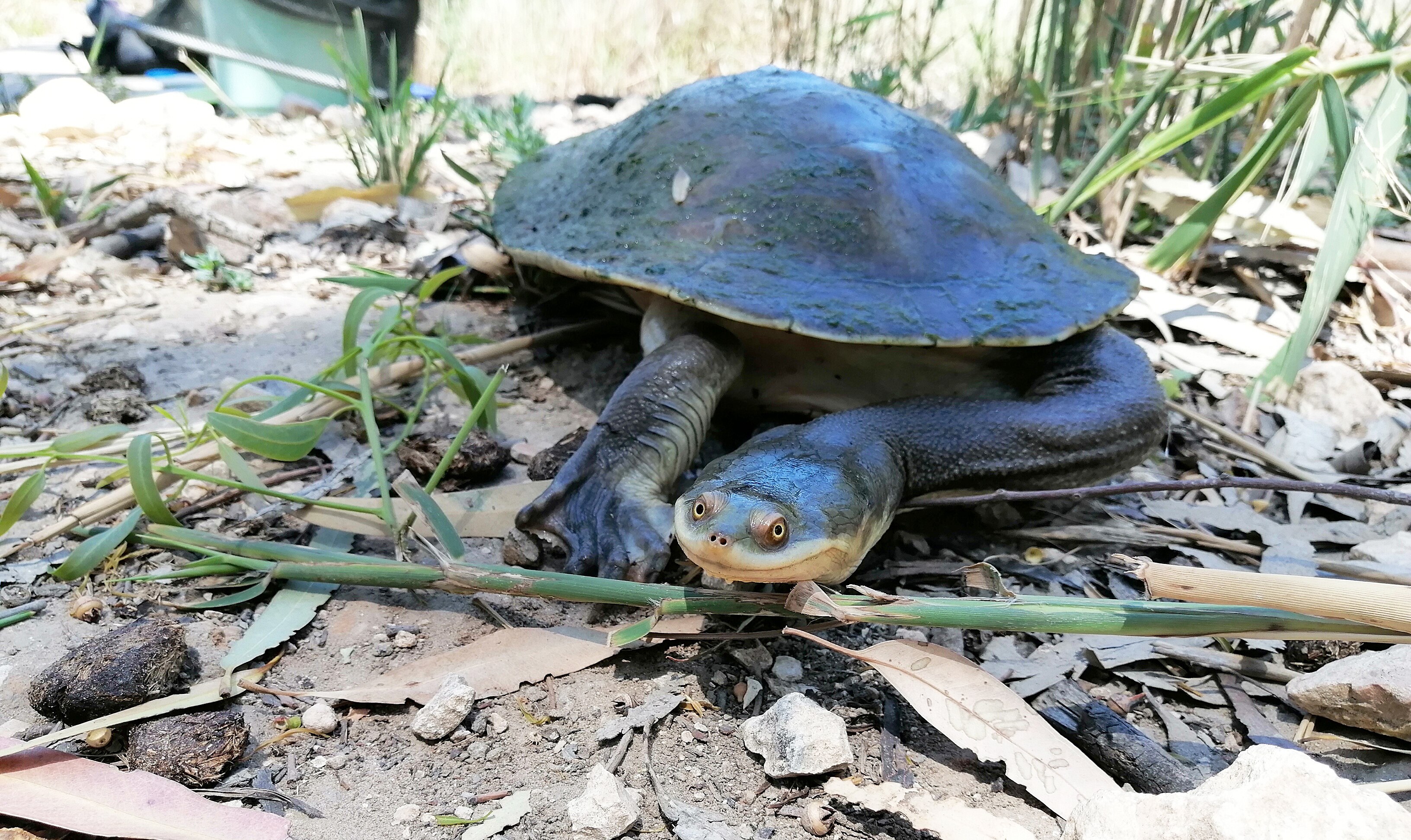 Aboriginal rangers fight to save River Murray's native freshwater ...