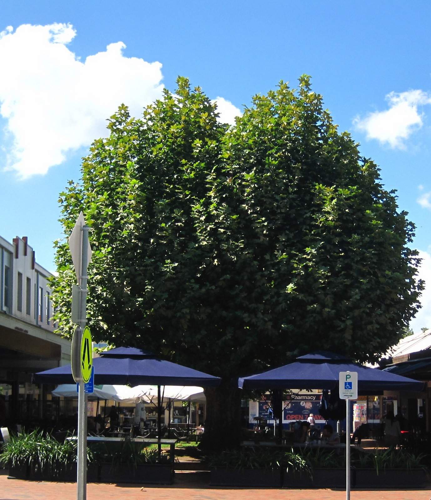 National Tree Day: Celebrating Canberra's exceptional trees - ABC News
