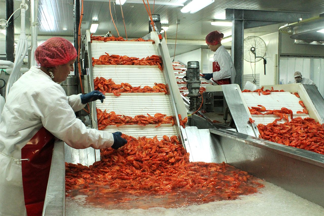 Pond to plate: the tale of a prawn - ABC News