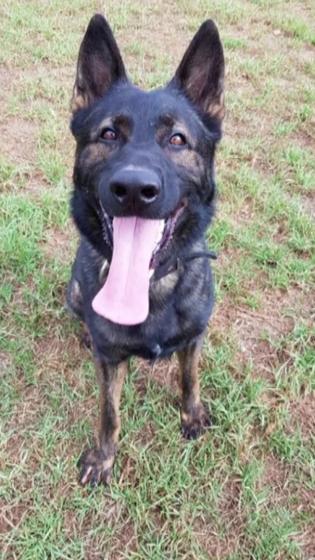 Police dogs found dead inside vehicle - ABC News