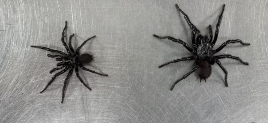Newcastle funnel-web spider identified as bigger, deadlier than other ...
