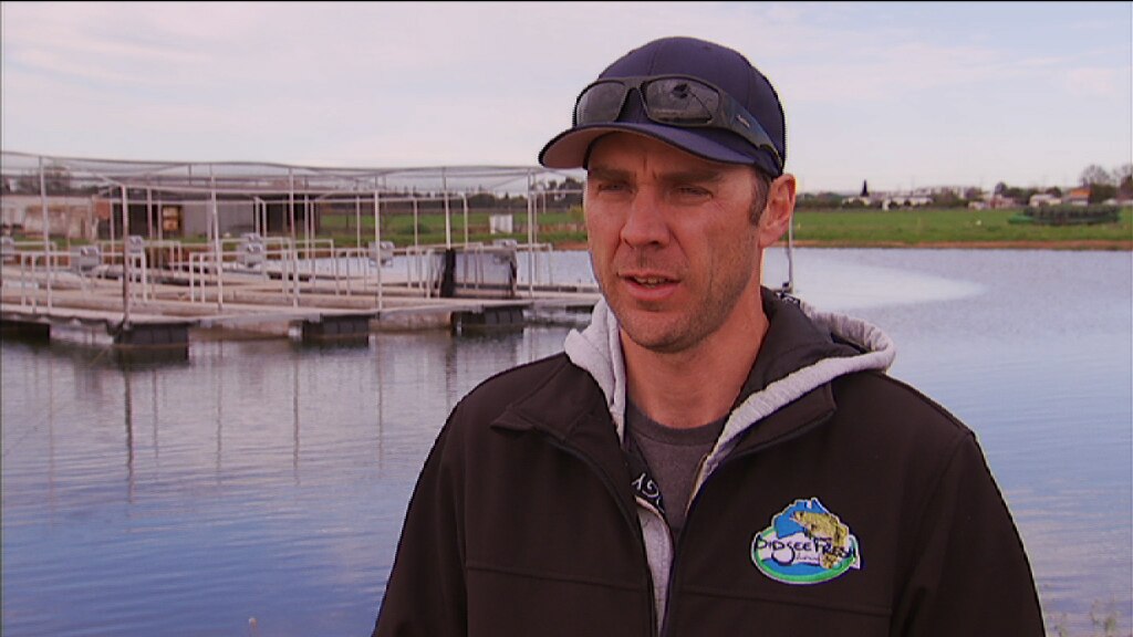 New Murray cod production system delivers strong returns for producers ...