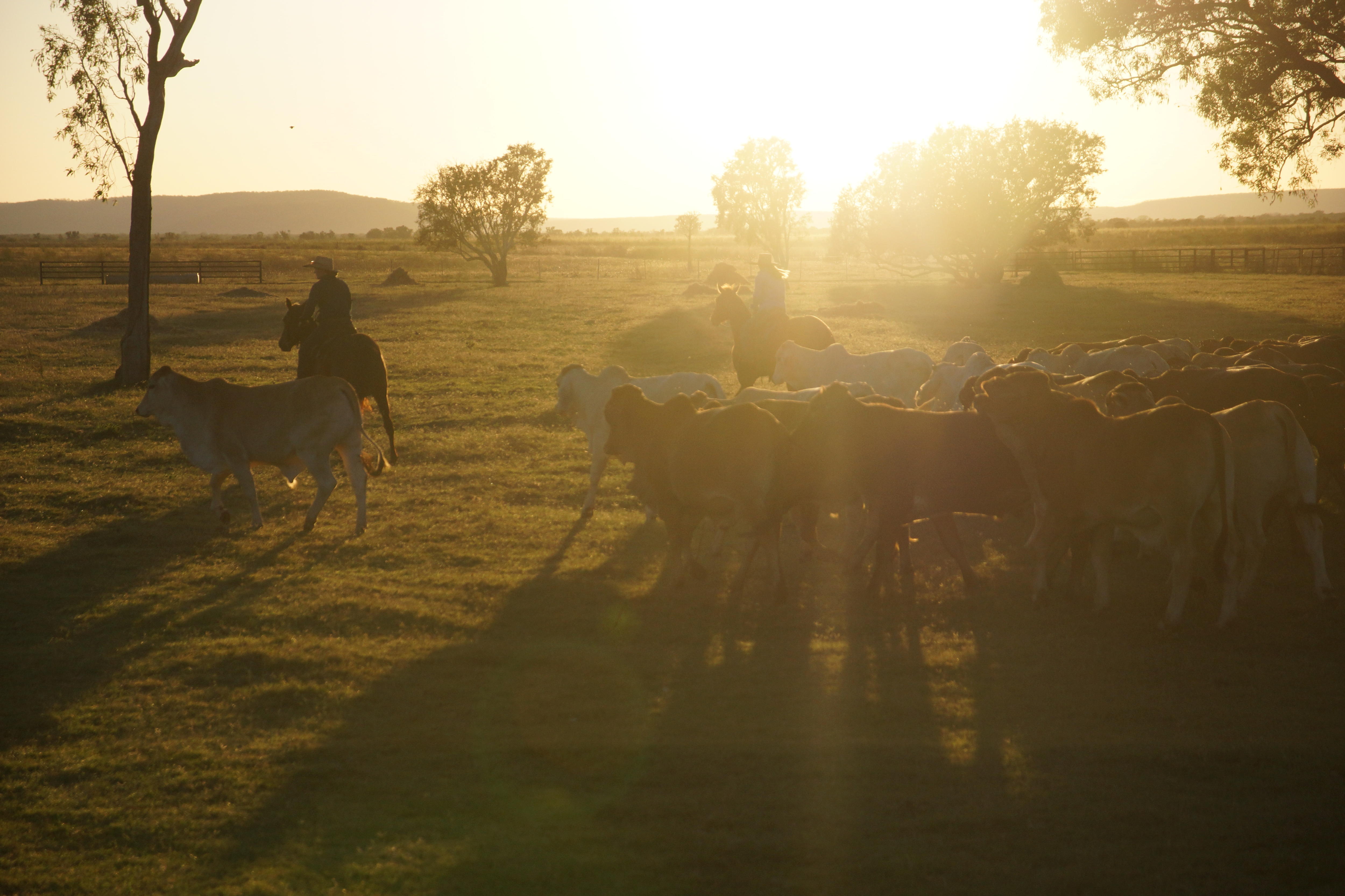 Bullo River Station balances cattle with conservation in the Northern ...