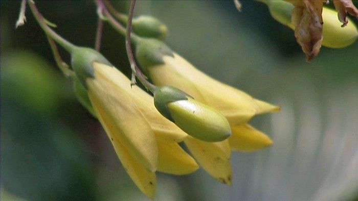 Plant Profile: Yellow Wax Bells - Gardening Australia