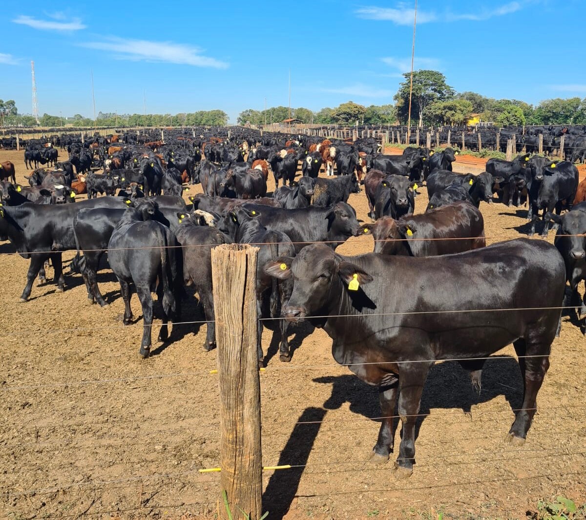 Live cattle export trade from South America 'red hot': What could this ...