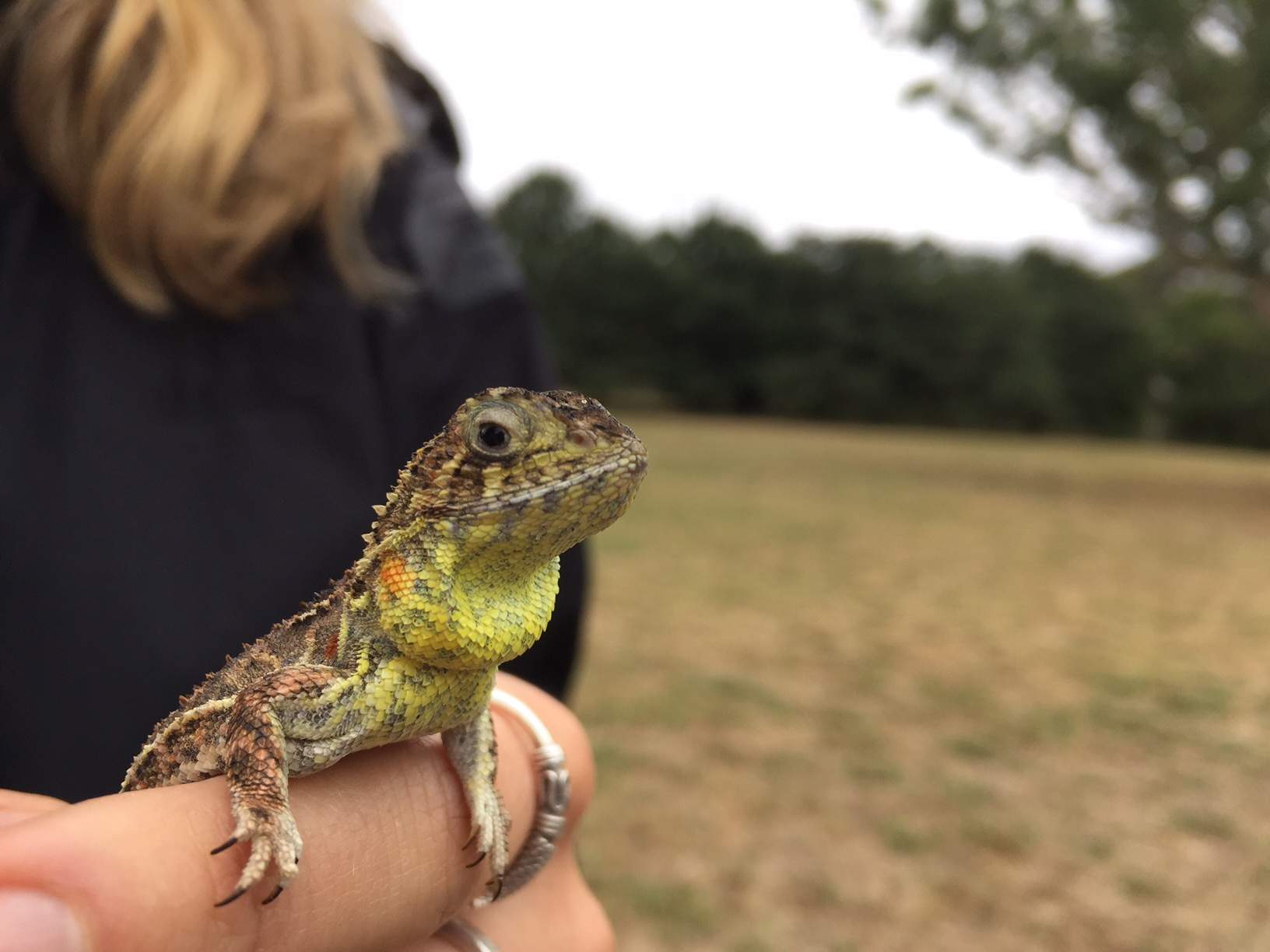 Have you spotted a Grassland Earless Dragon in Canberra? Ecologist Dr ...