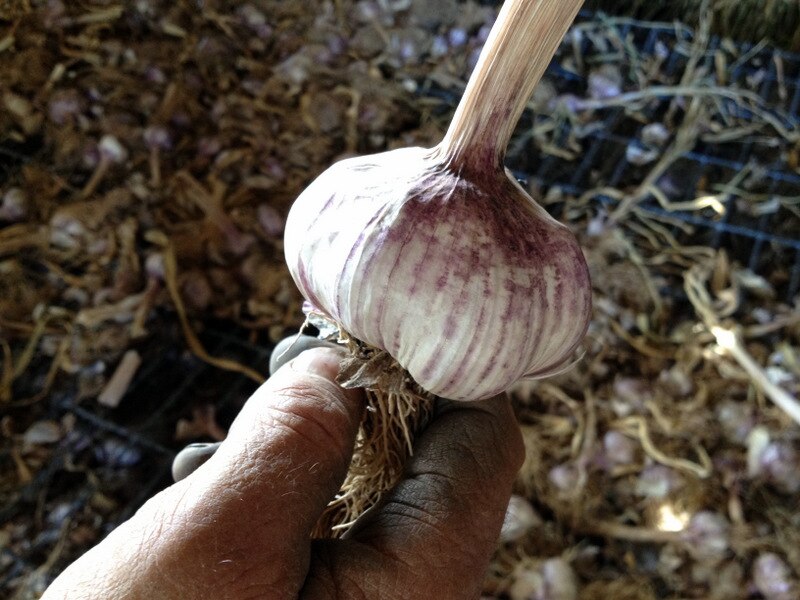 More consumers get a whiff of Australian garlic as the industry flags ...