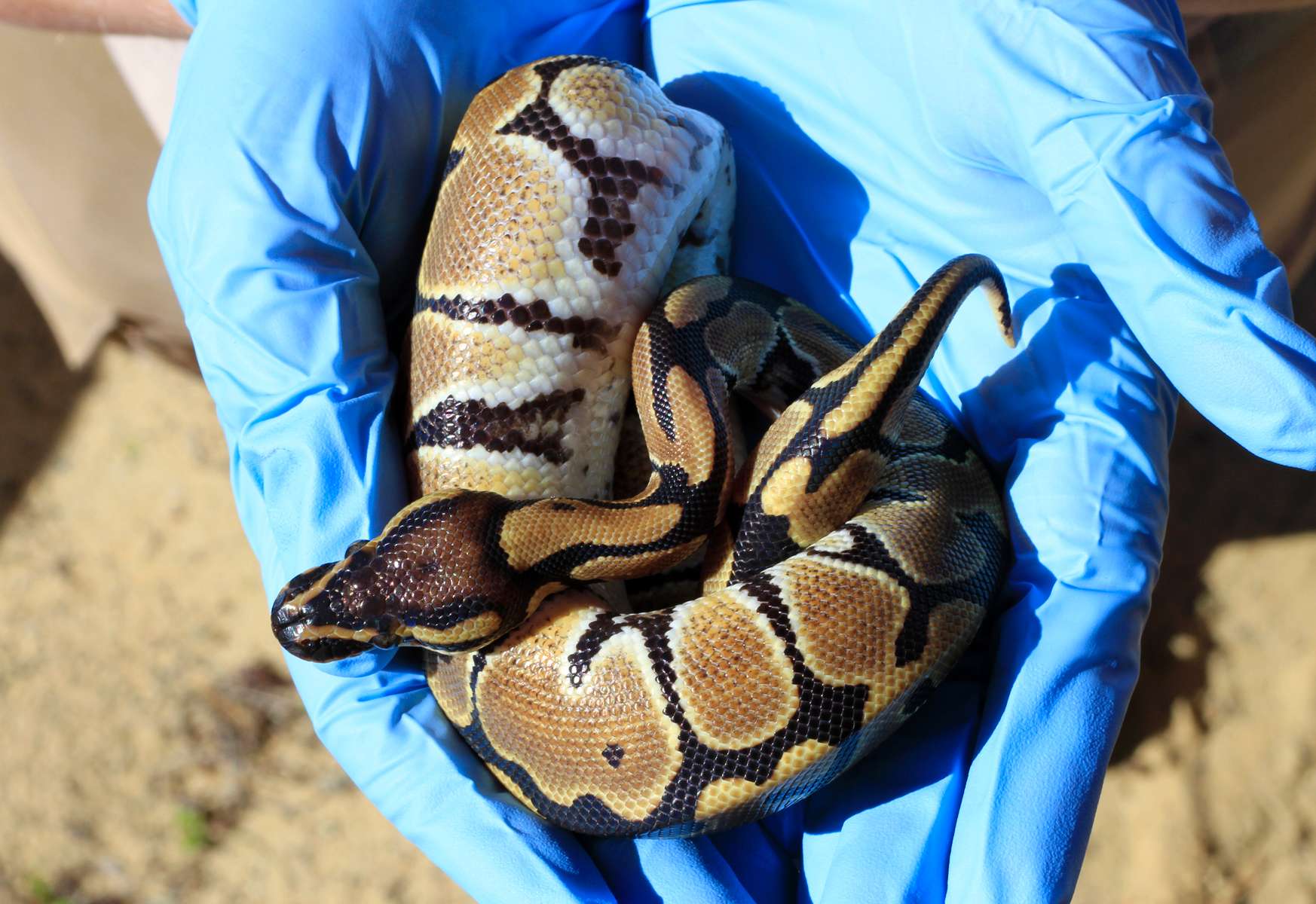 Boa constrictors, venomous snakes among 30 reptiles seized from ...
