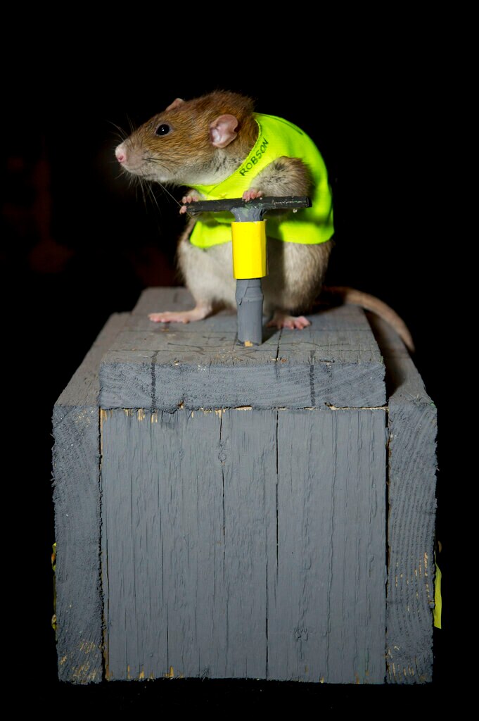 Rats bop to the beat of music including Lady Gaga and Queen like humans ...