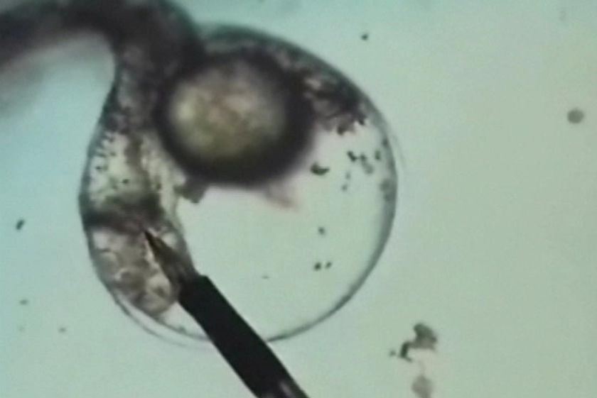 More fish die at hatchery: Greens - ABC News