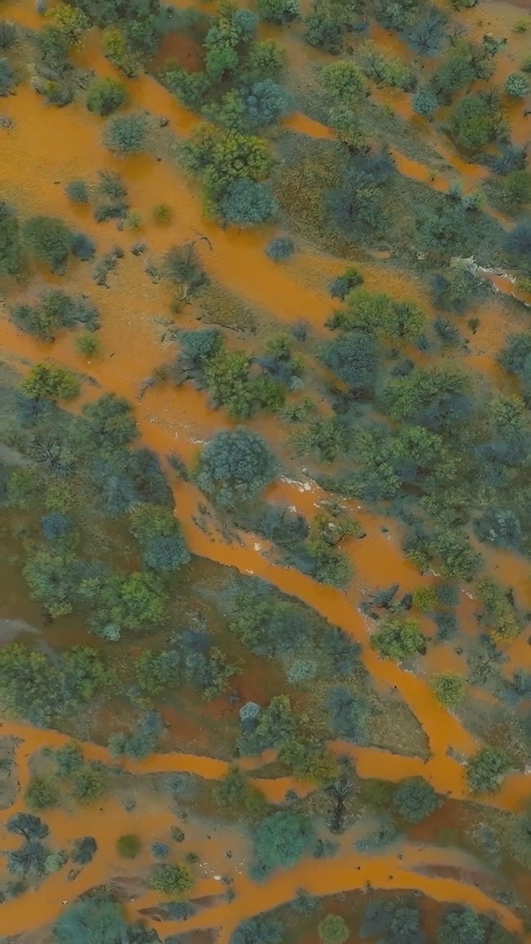 Watch a river return to life - ABC News