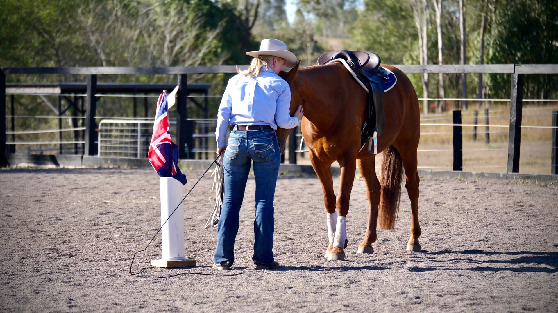 The Brumby Project shows wild horses' big potential - ABC News