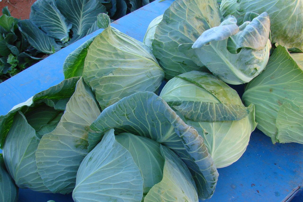 German cabbage salad - ABC News