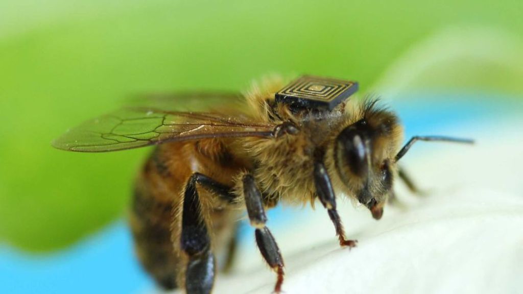 Sensors reveal secret life of bees - ABC News