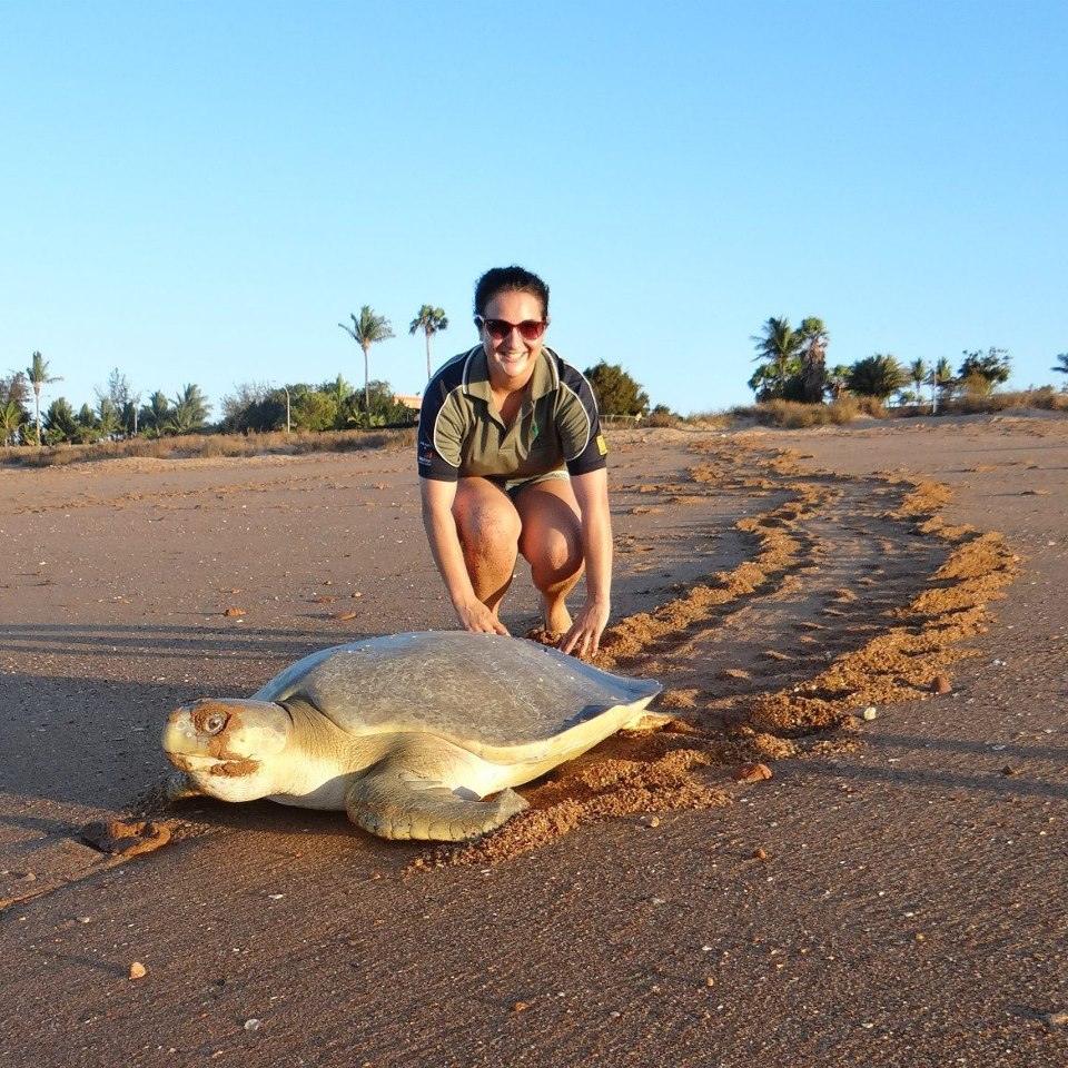 Sea turtle monitoring season gets underway in WA's north-west - ABC News