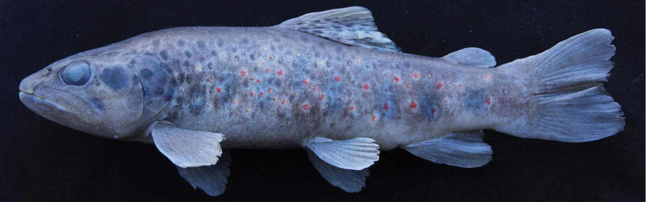 Marine creatures: More than 1,400 new species added to world register ...