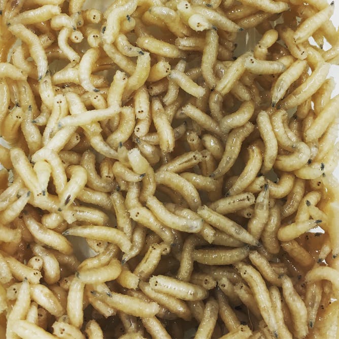 Meet the maggot: how this flesh-loving, butt-breathing marvel helps us ...