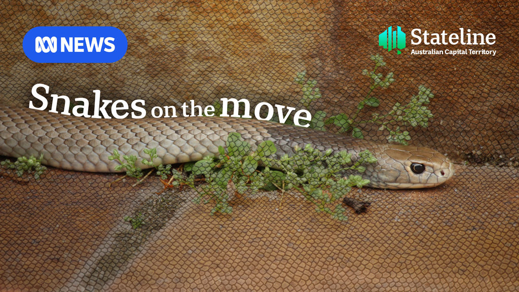 Research project finds snakes become disoriented, lose weight and get ...