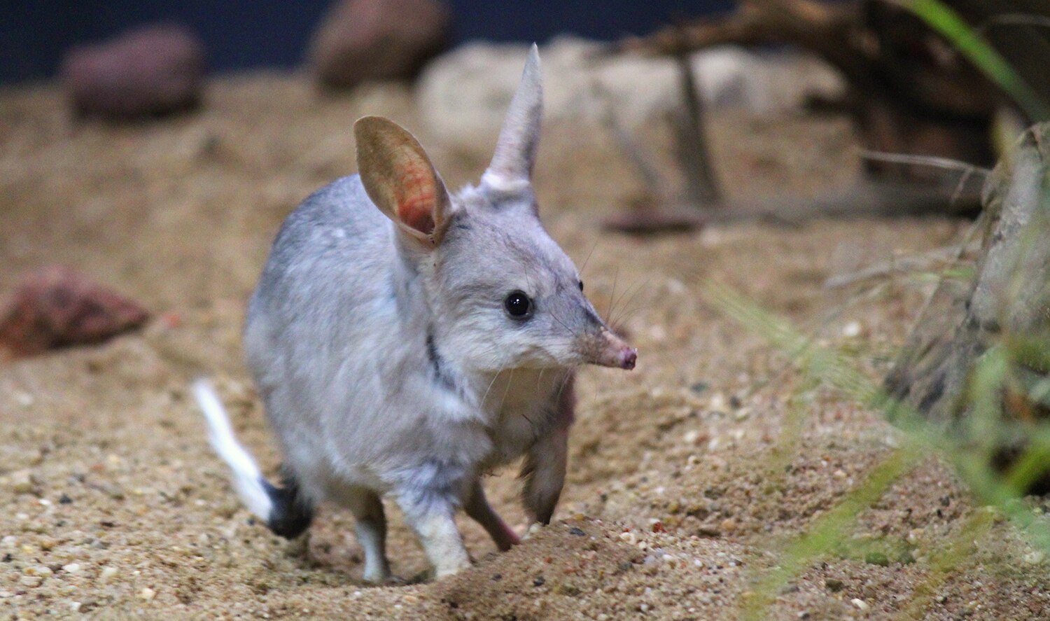 Endangered bilby numbers bouncing back in Charleville - ABC News