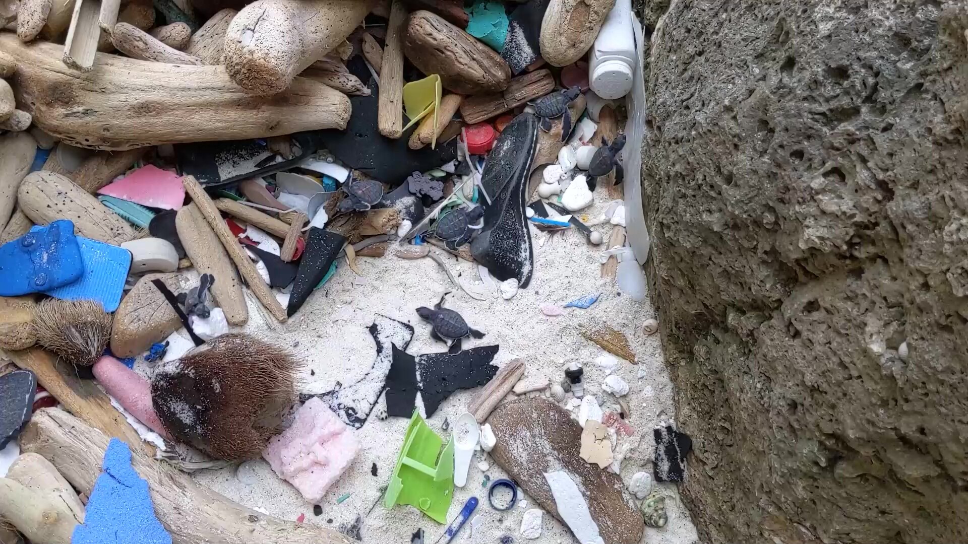 Baby turtles rescued from debris. - ABC News