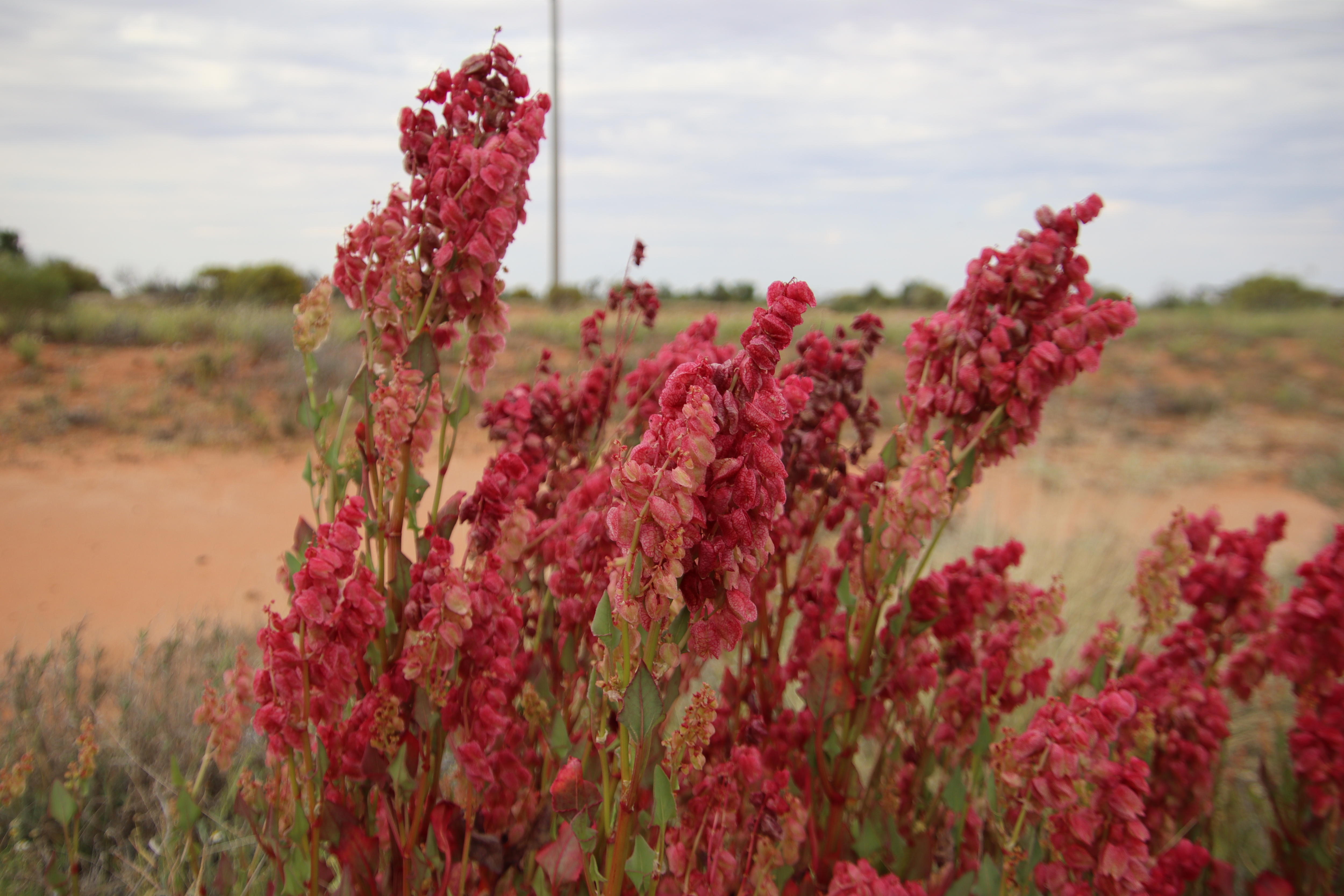 How a sea of spectacular wildflowers is bringing hope to the outback ...