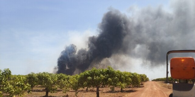Bushfires and strong winds knock millions of dollars off NT mango crop ...