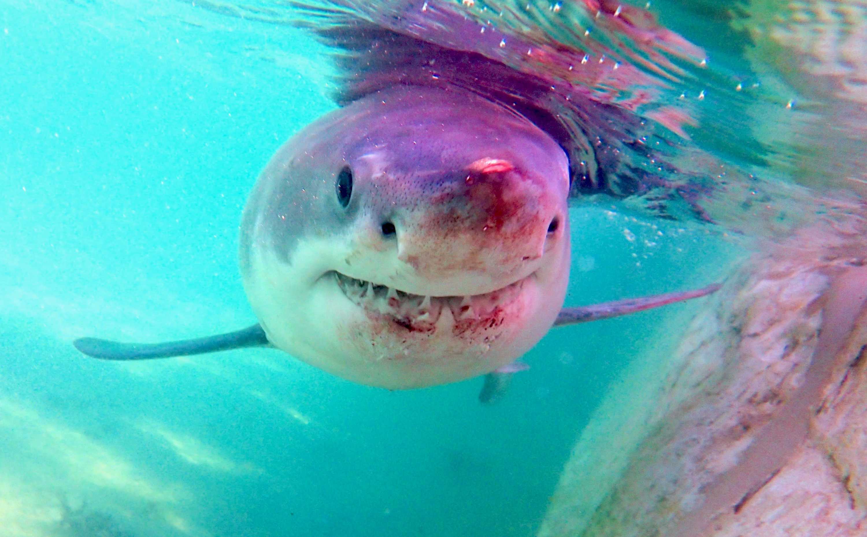 Manly Beach shark returned to ocean after spending night at Sydney ...