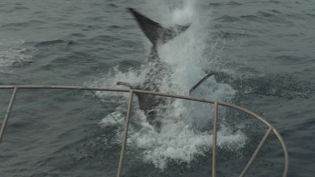 White shark ambushes teaser tuna bait - ABC News