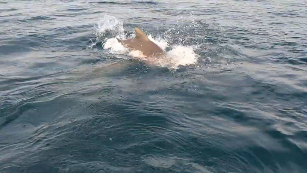 Shark pack on the hunt - ABC News