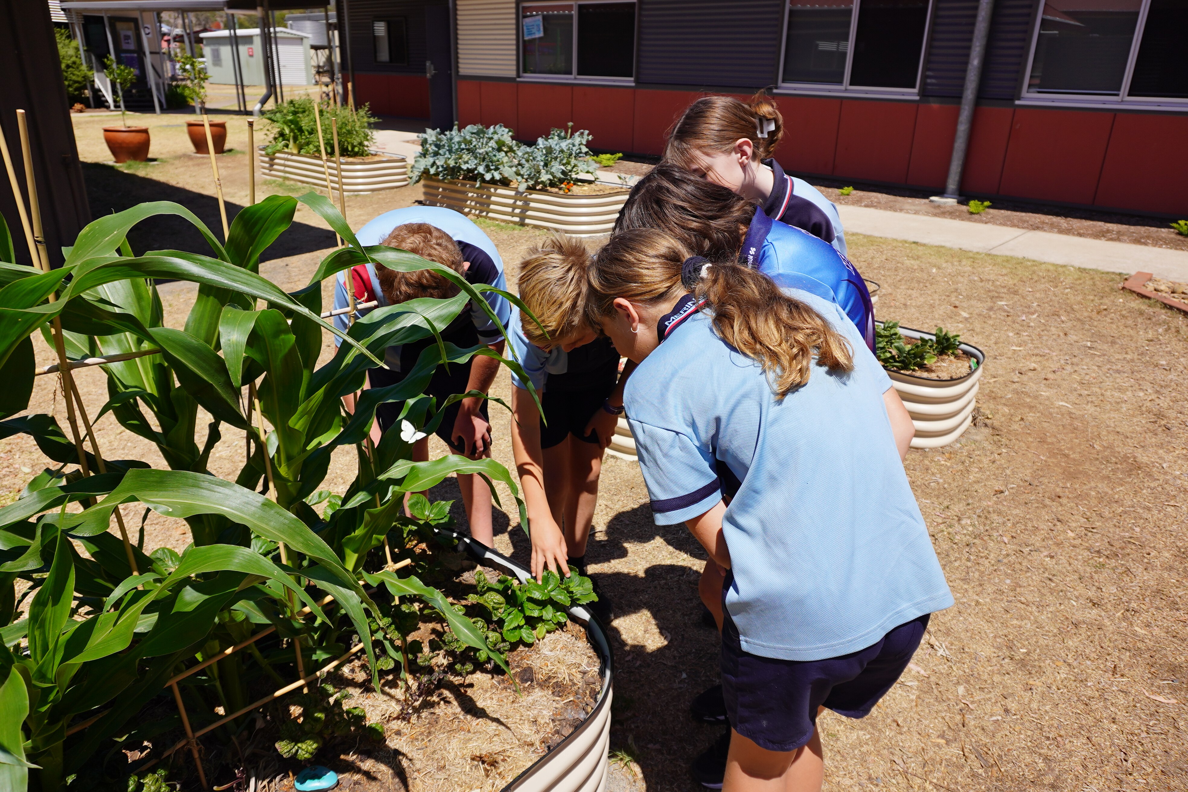 Queensland Pick of the Crop school program encouraging kids to eat more ...