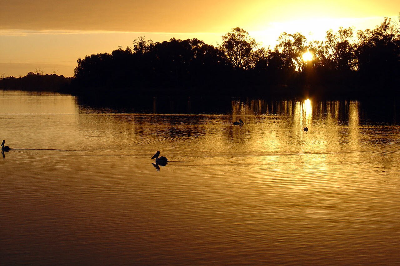 More ducks mean open season - ABC News