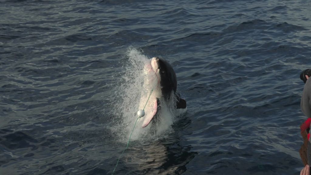 A white shark at Neptune Islands ambushes the teaser tuna bait - ABC News