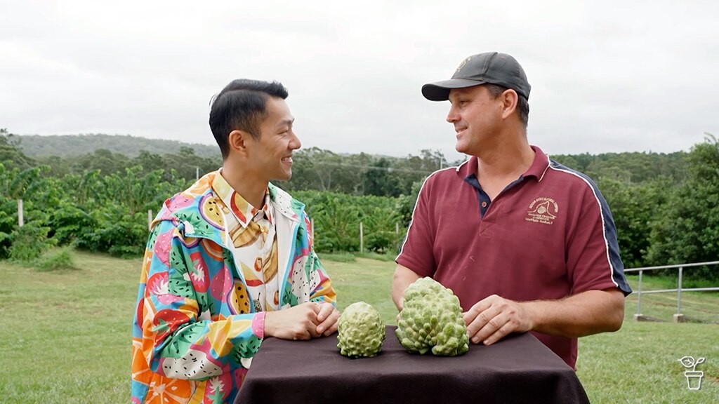 Fruit Nerd Fruits | Custard Apples - Gardening Australia