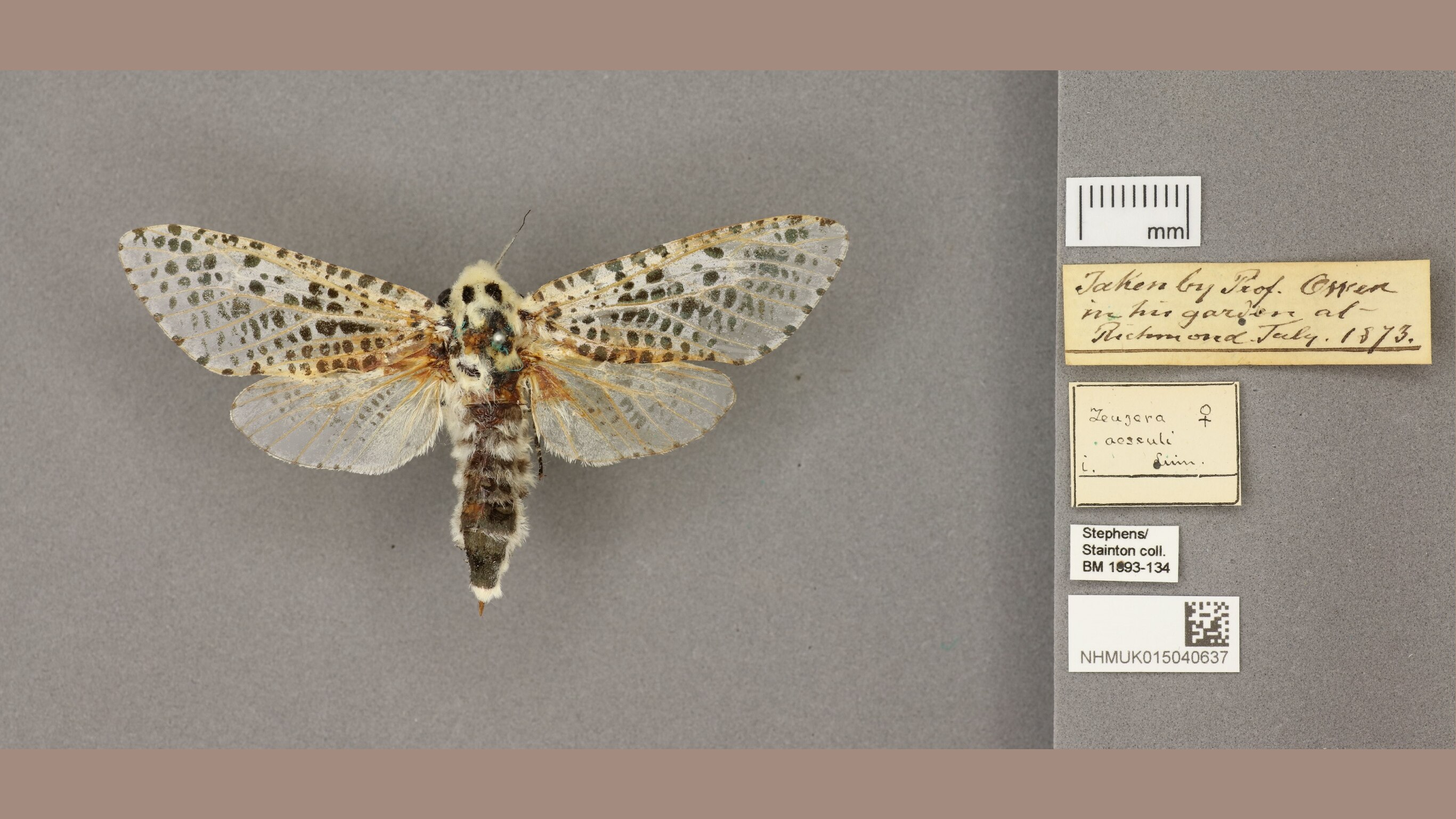 London’s Natural History Museum goes online - ABC listen