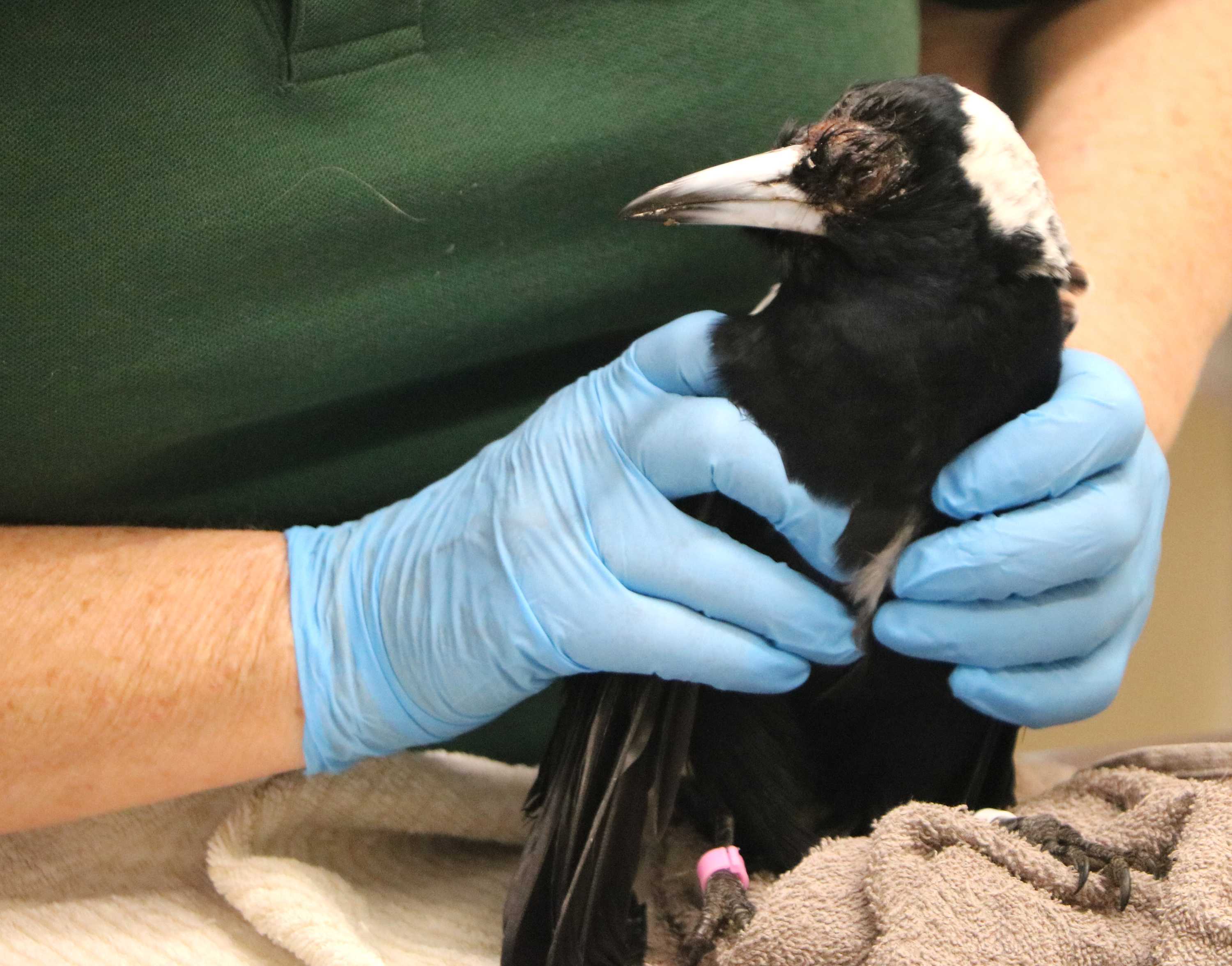 Mystery illness strikes Perth's bird population, leaving experts ...