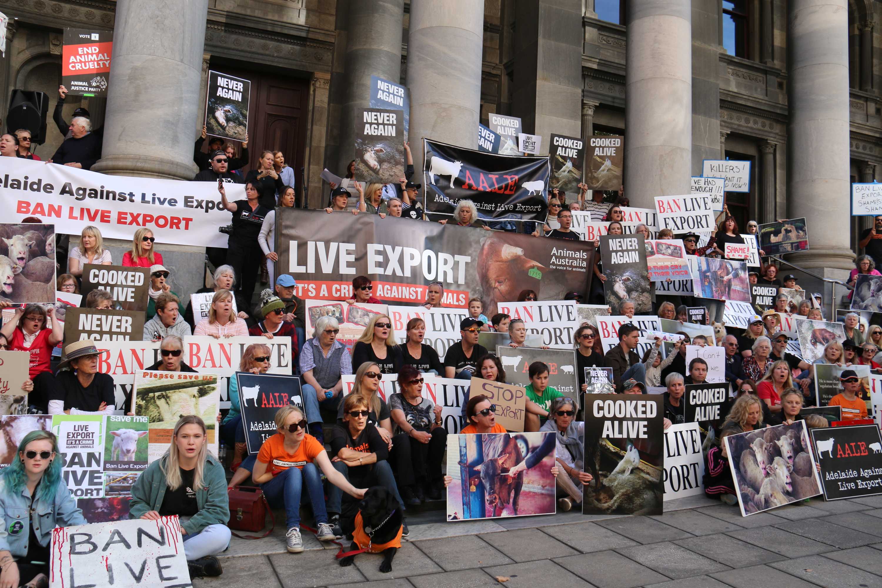 Live export ban could harm rural communities, meat industry claims, as ...