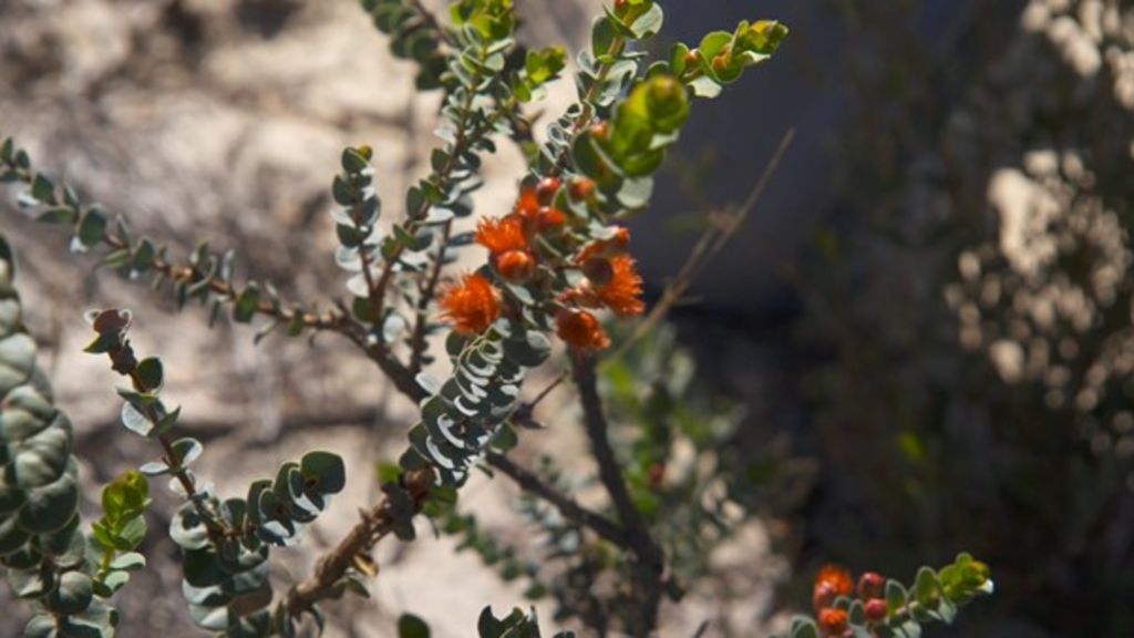 Muntadgin - 6420 - Location - ABC News