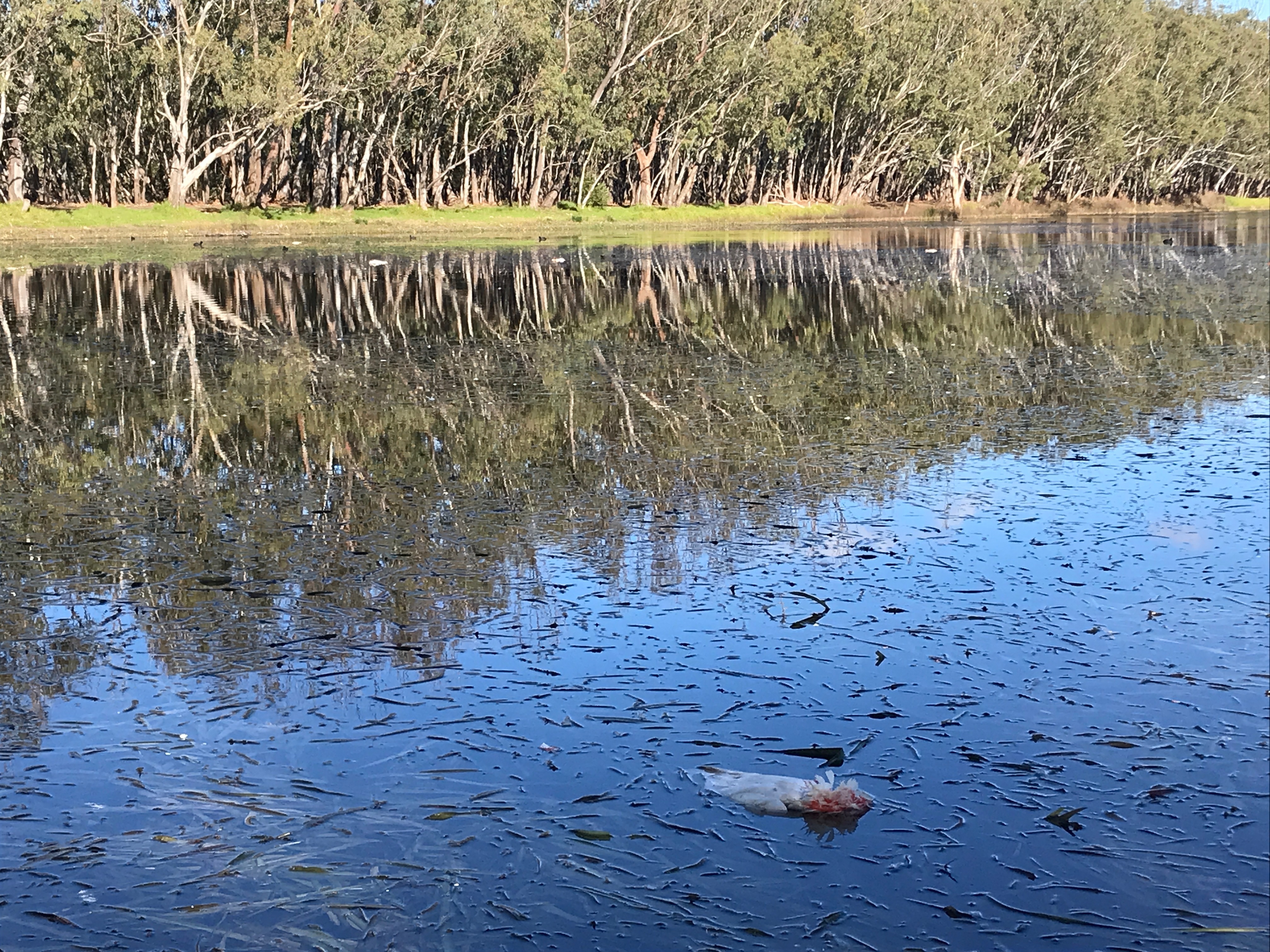 For a second straight year, corella bodies are littering Nhill Lake and ...