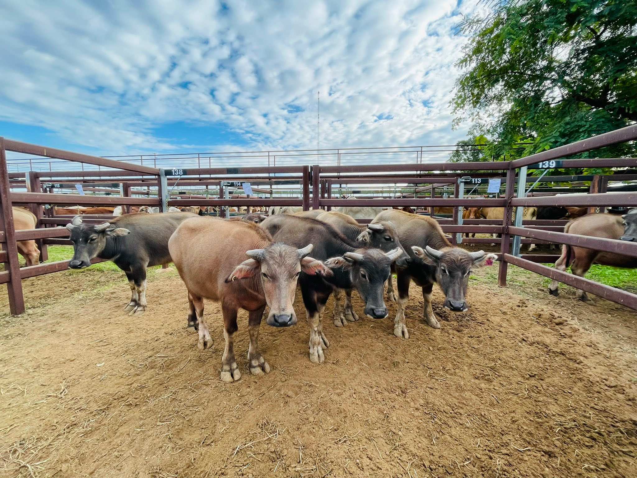 NT Country Hour - ABC listen