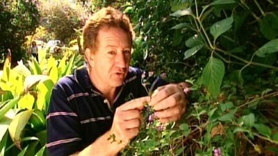 Weed Alert: Lantana - Gardening Australia