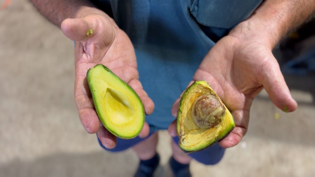 Avocado battle: Hass vs Shepard - ABC News