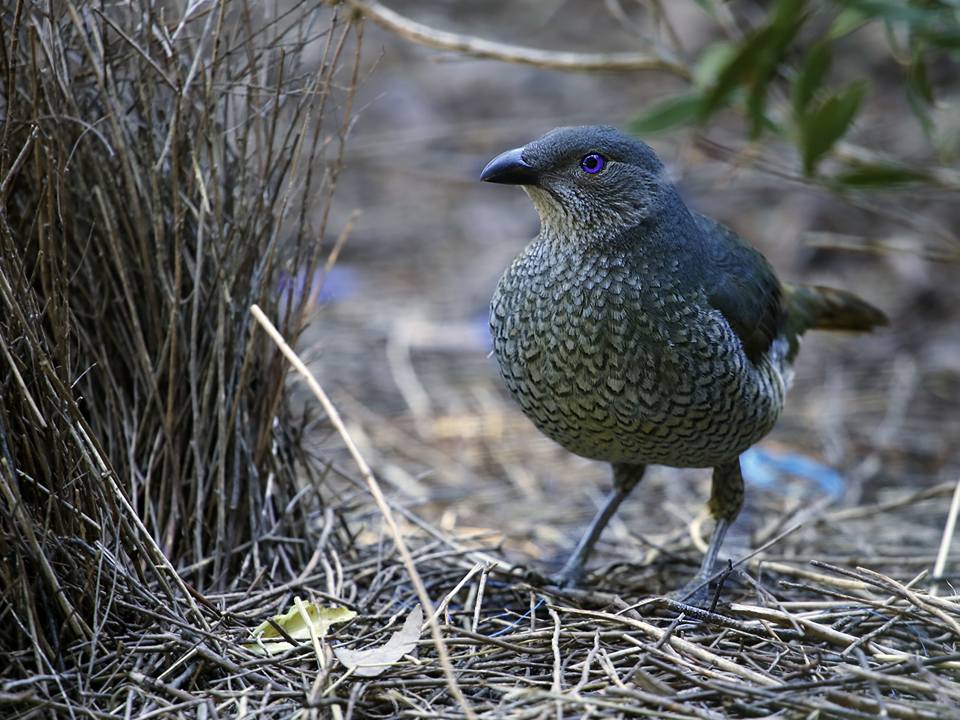 Bowerbirds building booty bases in backyards treat neighbours to ...
