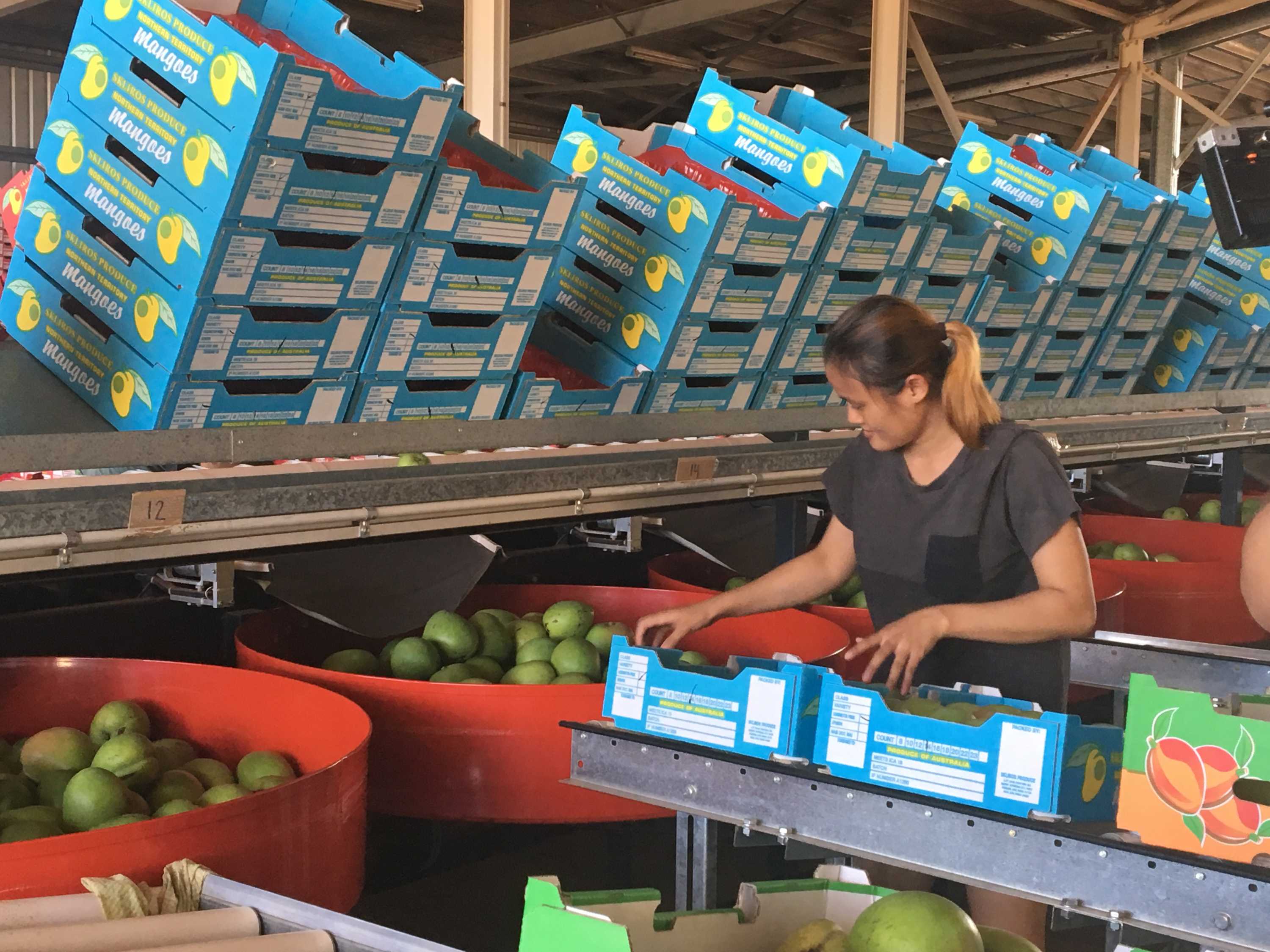 First trays of NT mangoes bound for shelves after poor season - ABC News
