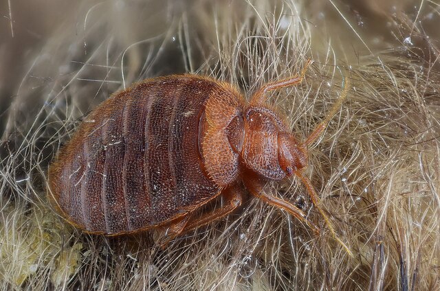 Biting Bed Bugs On The Rise Abc Listen