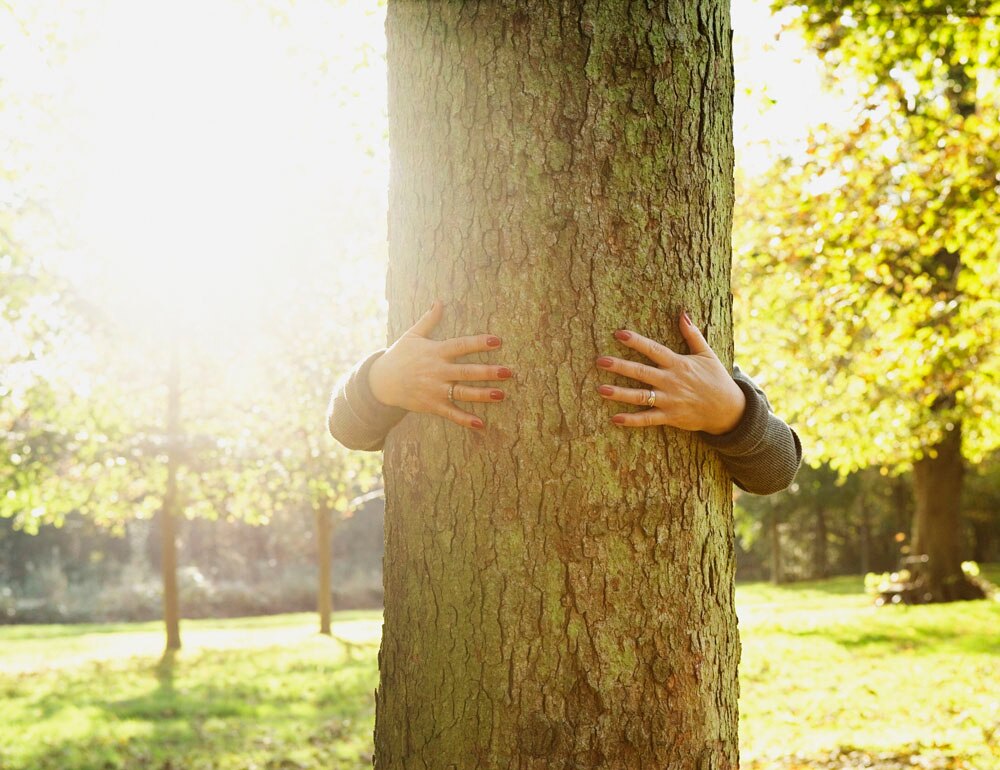 In Their Branches - ABC listen