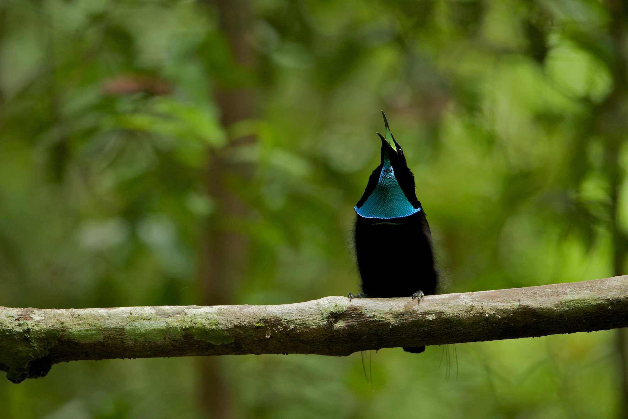 The magnificent riflebird - ABC Pacific