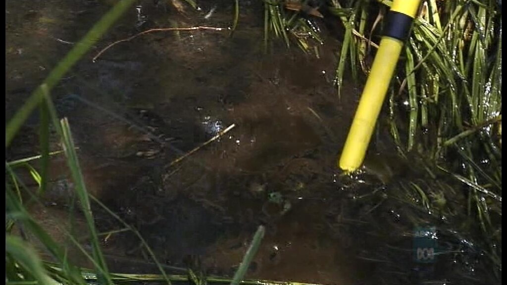 Claire Krol - ABC News